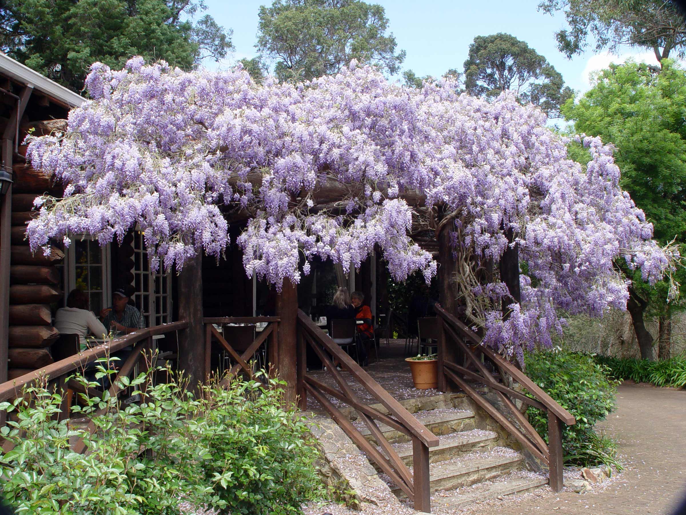 The Chalet Healy Café Is Re-Opening! | Araluen Botanic Park